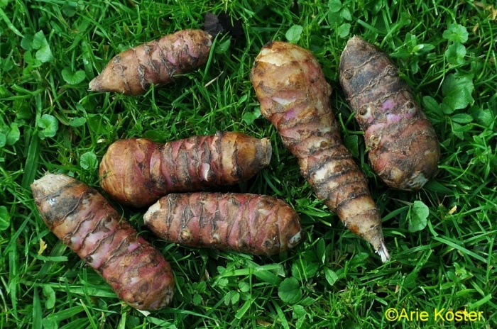 Aardpeer Helianthus tuberosus