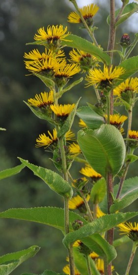 Griekse alant inula helenium
