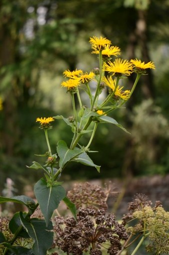 Griekse alant inula helenium
