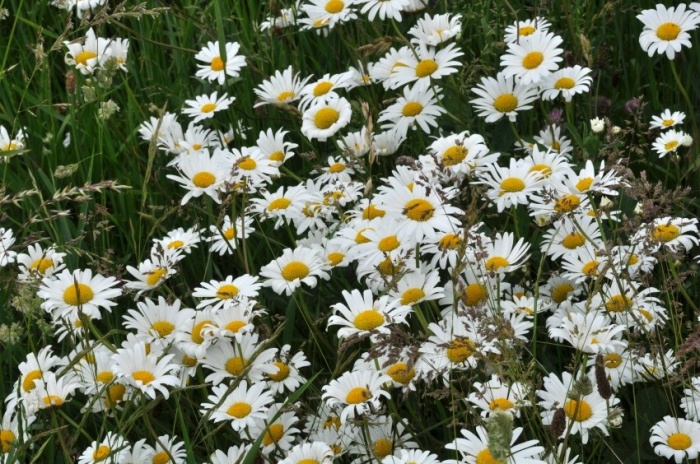 Gewone margriet Leucanthemum vulgare