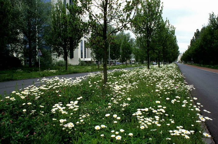 Gewone margriet Leucanthemum vulgare