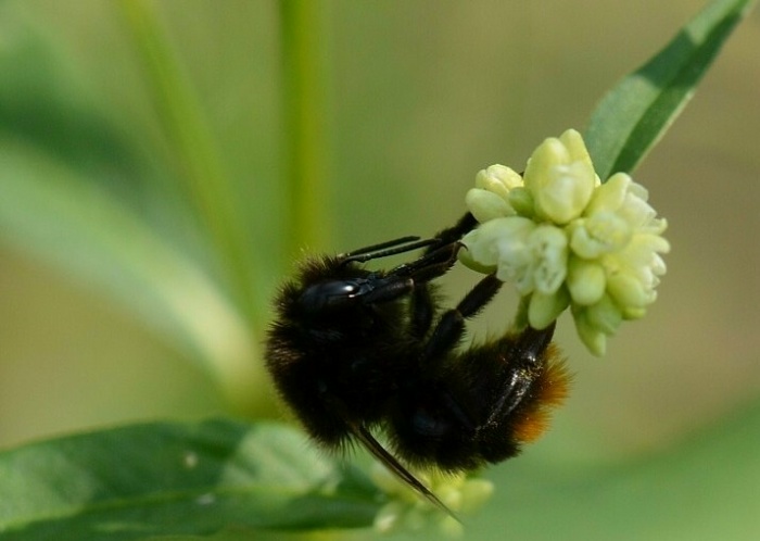 Beklierde duizendknoop Persicaria lapathifolia