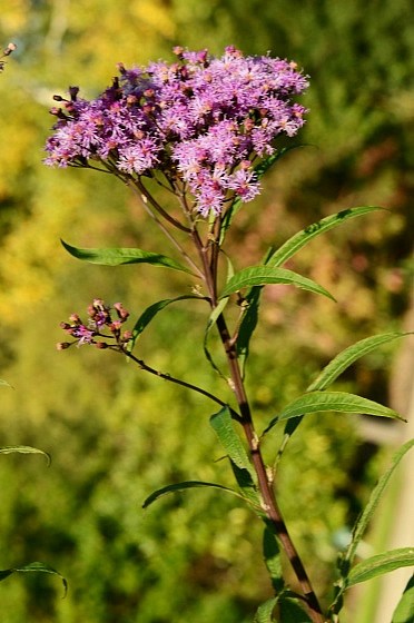 Vernonia - Vernonia noveboracensis