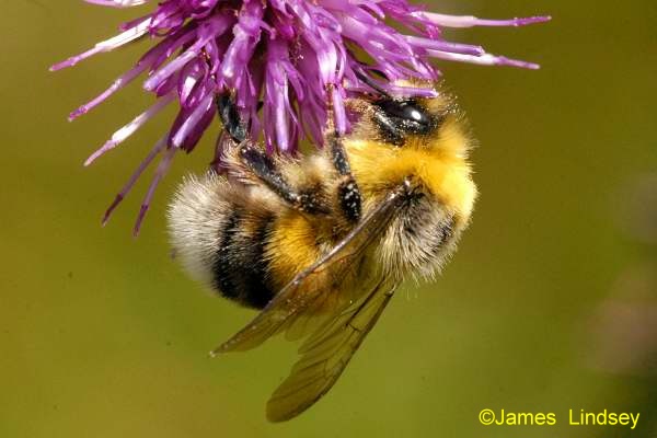 Tuinhommel - Bombus hortorum