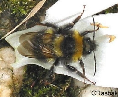 Tuinhommel - Bombus hortorum