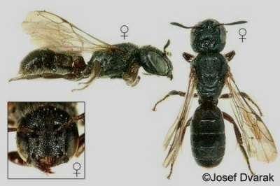Zuidelijke klokjesbij - Chelostoma distinctum