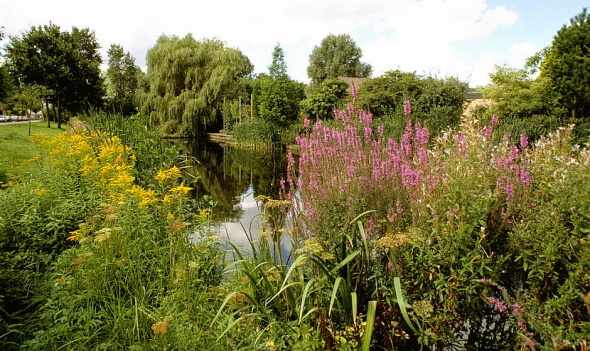 Biodiversiteits jaar 2010 Bijenhelpdesk