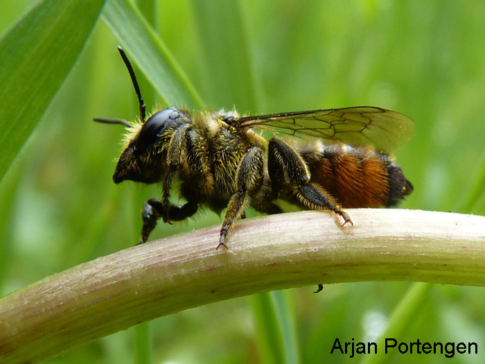 Gewone behangersbij - Megachile versicolor