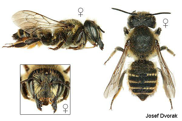 Gewone behangersbij - Megachile versicolor