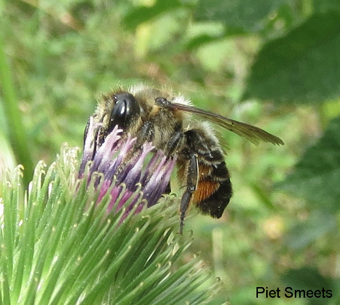 Gewone behangersbij - Megachile versicolor