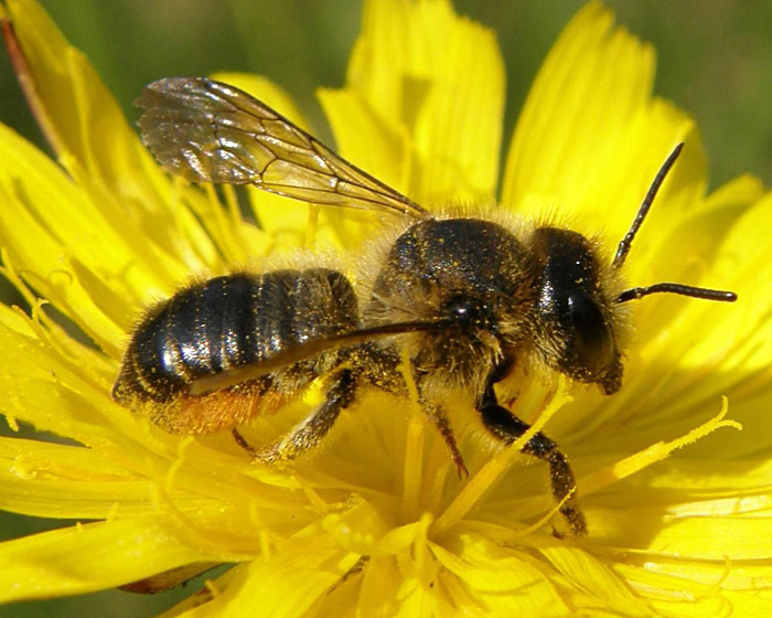 Gewone behangersbij - Megachile versicolor